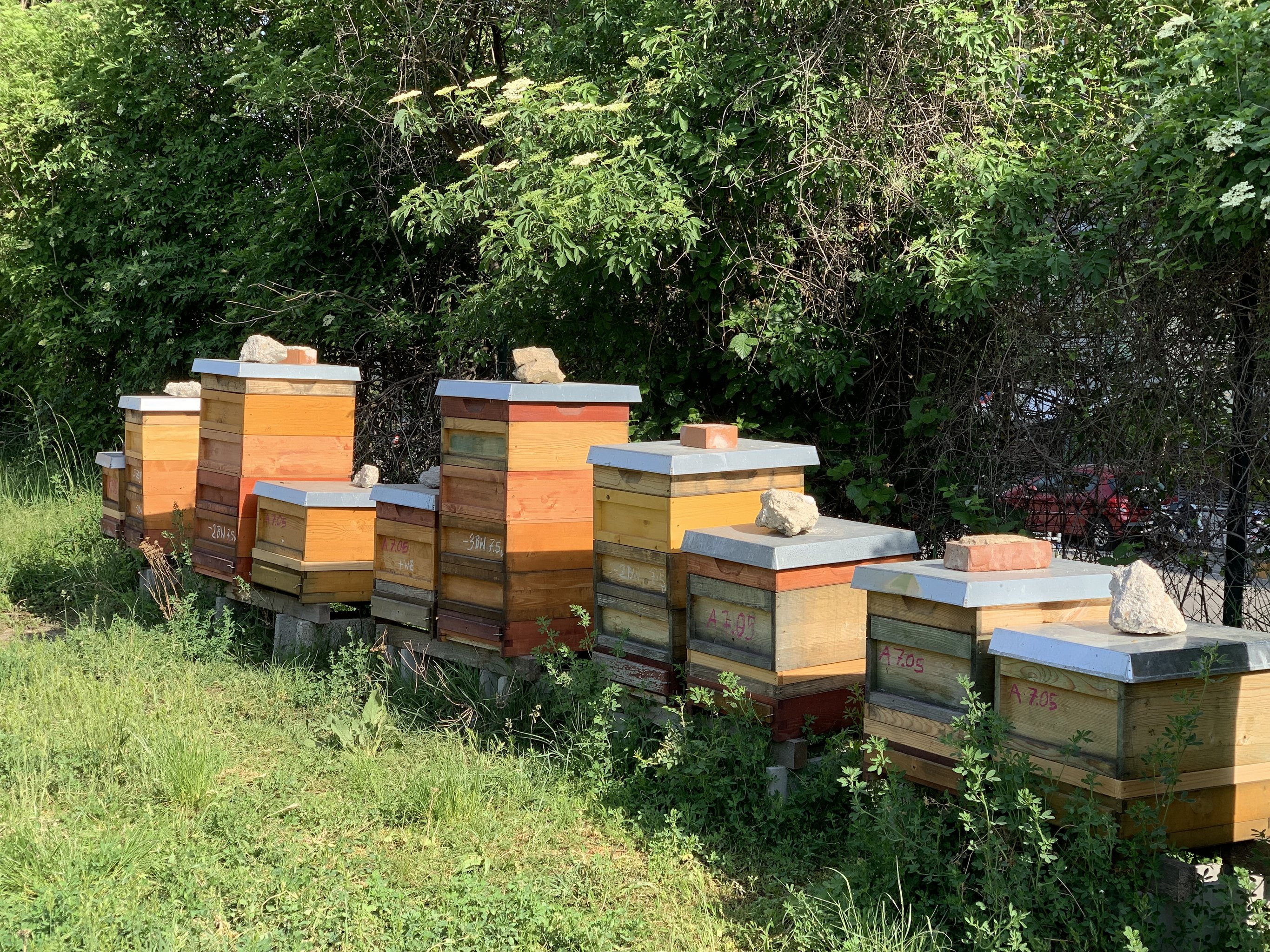 Bienenstock Im Wohngebiet
